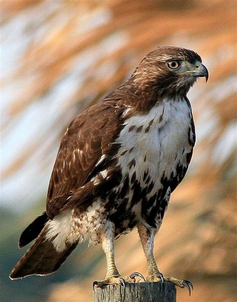 Red Tailed Hawk Photograph By Ira Runyan Pixels
