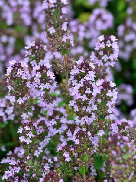 Thymus Citriodorus Silver Queen