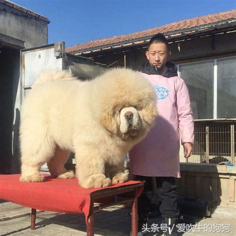 不少獒園的雪獒鐵包金不斷出世，藏獒神話已經開始復甦？ 每日頭條