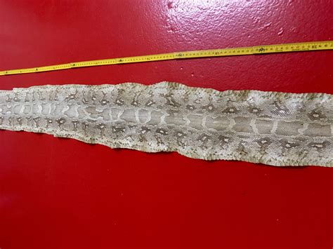 Schlangenhaut Schlangenleder Python Ca 220 X 20 Cm Lang