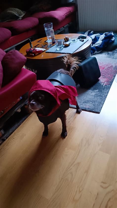 Turning My Dog Into A Slave Knight Gael Rdarksouls3
