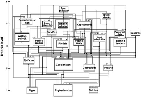Flowchart Of Trophic Interactions In The Southwestern Japaneast Sea