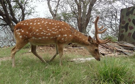 Cervus Nippon Sistemática Hábitat Biología Rol Ecológico