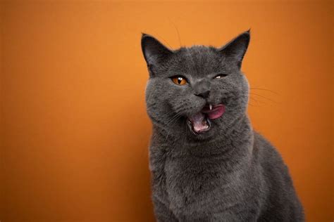 Does Your Cat Have A Swollen Lip 9 Reasons Why It Happens