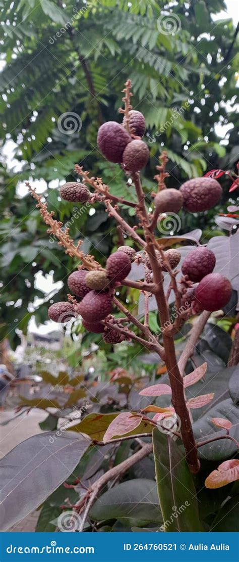 Red Longan New Blossom At Home Stock Image Image Of Blossom Longan