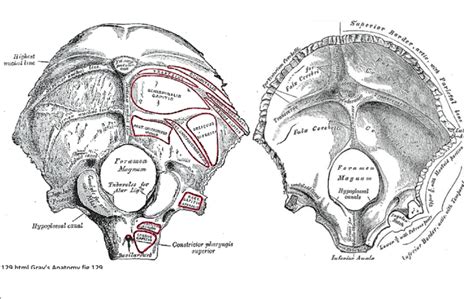 Diagram Of Occipital Bone Quizlet