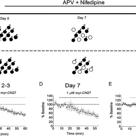 Constitutive Camkii Activity Remains Unaltered Despite The Complete