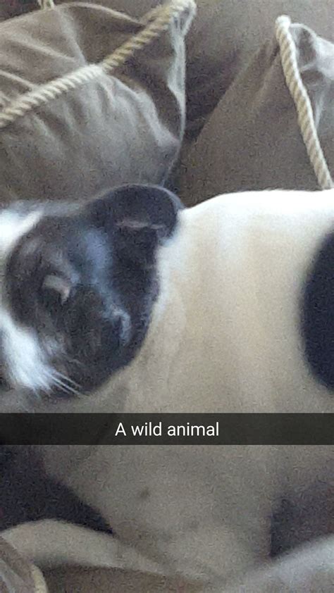 Pupper Gone Wild Imgur