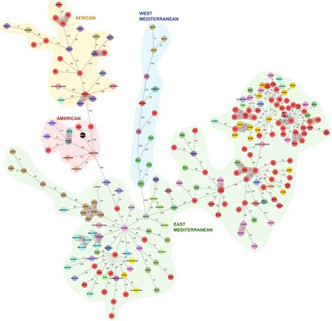 Minimum Spanning Tree Mst Generated For 242 Isolates Of B Melitensis