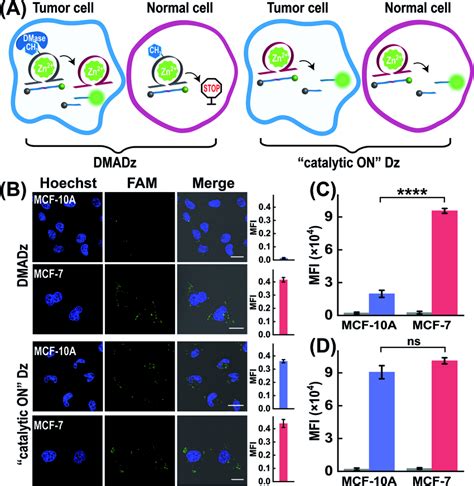 Demonstration Of The Cell Specific Imaging Of Intracellular Zn²⁺ Ions