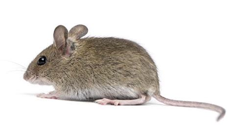Common Types Of Rodents Ecolab