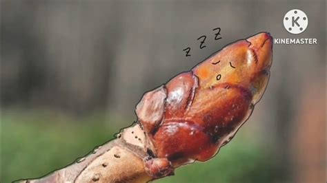 감성숲숲속친구들의 겨울나기 Youtube