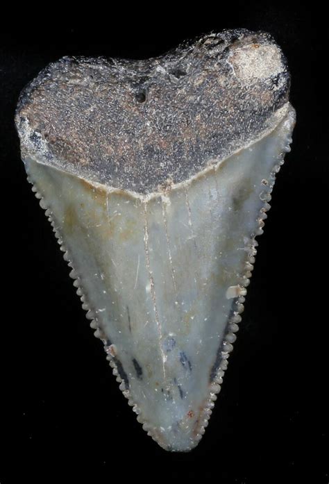 Serrated 177 Fossil Great White Shark Tooth Florida For Sale