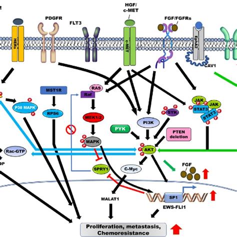 Contribution Of Tyrosine Kinases In The Induction Of Survival
