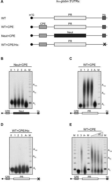 Figure 4 From The Polyrc Binding Protein Alphacp2 Is A Noncanonical