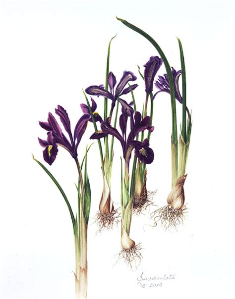 Iris Reticulata Botanix