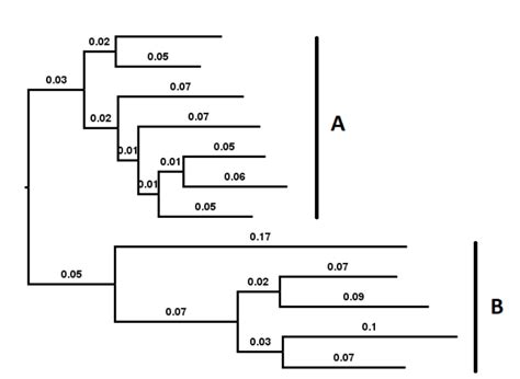 Solved According To This Phylogeny Clade A Has Experienced