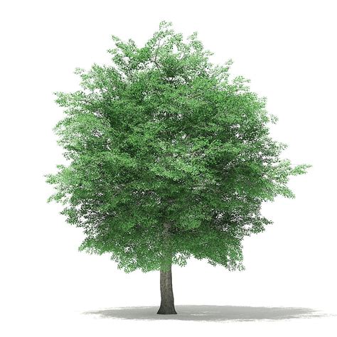 나무 3d 모델 컬렉션 Fbx Obj 3d 모델 149 Fbx Obj Unknown Free3d