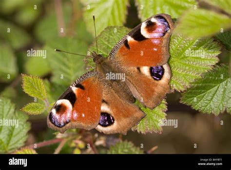 Peacock Butterfly Inachis Io Stock Photo Alamy