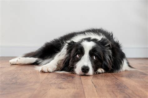 Descubre El Nivel De Inteligencia De Tu Perro