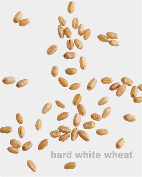 Organic White Sonora Wheat Berries Mockmill