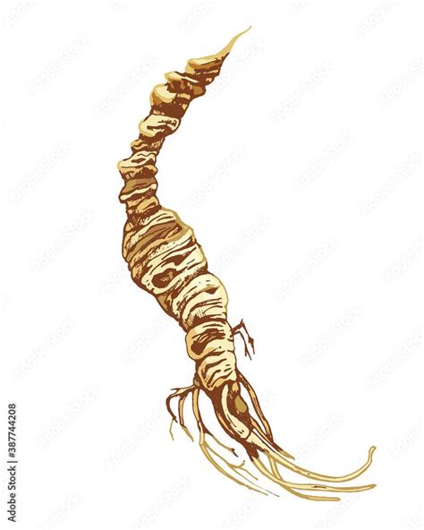 Root Panax Ginseng Vector Illustration