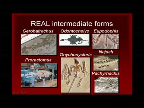 Fossil Record Evolution