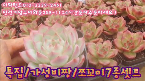 특집기성비짱쪼꼬미셋트7종 다남다육010 3339 2461 Youtube