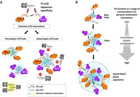 Imaging Dynamic And Selective Low Complexity Domain Interactions That