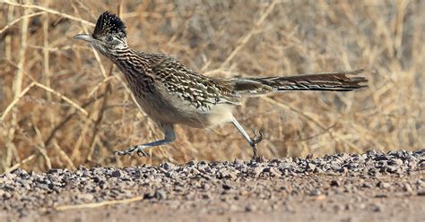The Roadrunner Always Wins: Hamilton v. Green and the Limits of ...