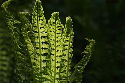Hd Wallpaper Selective Focus Photography Of Green Leafed Fern Plant