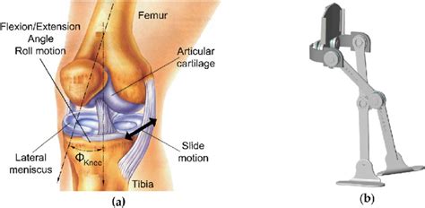 The Knee Joint A View Of Anatomy With Complex Motion In The Sagittal