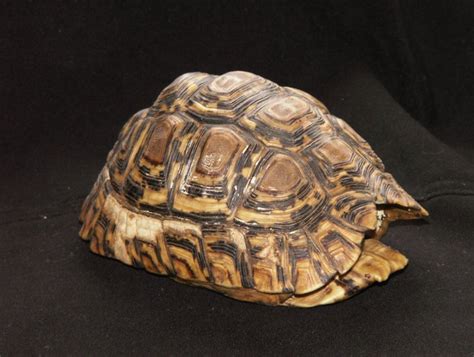 Leopard Tortoise Shell