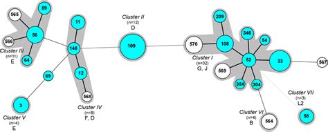 Minimum Spanning Tree Mst Of Chlamydia Trachomatis Sequence Types