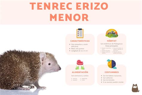 Tenrec erizo menor Echinops telfairi Características qué come y