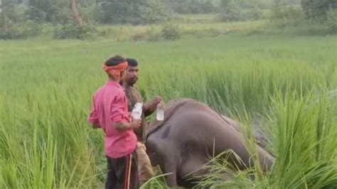 Jhargram Elephant চাষের জমিতে ৩ ৪ দিন ধরে পড়ে অসুস্থ হাতি সুস্থ করতে