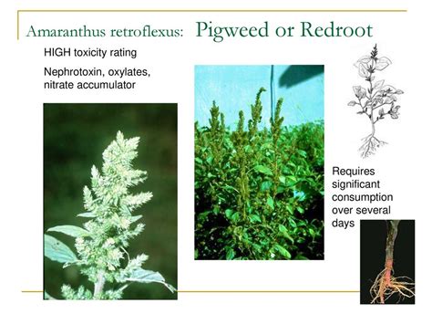 Poisonous Plants June 9 2010 Beth Mcevoy Dvm Ppt Download