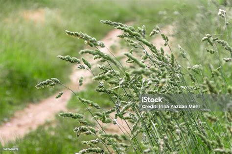 Tall Sprigs Of Grass Growing In A Wild Flower Meadow With A Blurred
