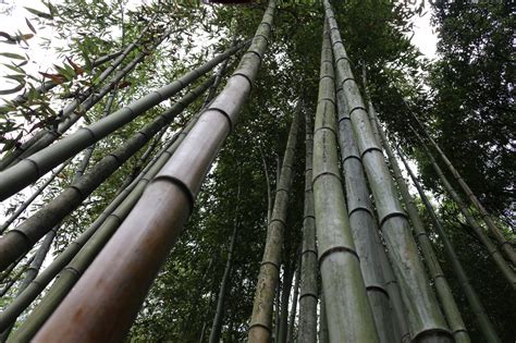배경 화면 경치 숲 분기 대나무 일본 정원 돛대 우디 식물 옥외 구조물 사람이 만든 물건 5184x3456