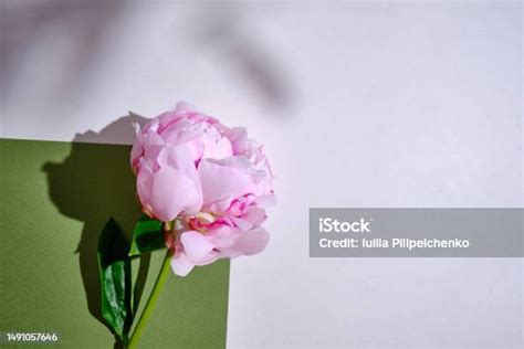 세련된 모란 꽃다발이 클로즈업되어 있다 핑크 모란 꽃입니다 꽃잎의 클로즈업입니다 꽃 인사말 카드 또는 벽지입니다 섬세한 추상적인 꽃무늬 파스텔 배경 카드 개념 텍스트에 대한