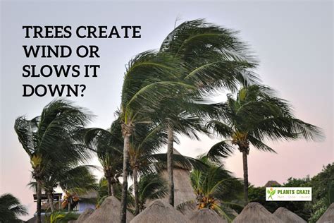 Do Trees Create Wind The Nature Never Fails To Amaze Us