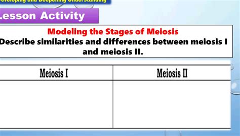 Esson Activity Modeling The Stages Of Meiosis StudyX