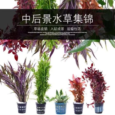 绿菊大宝塔红宫廷蜈蚣草水青竹水族箱鱼缸造景活体水草镊子夹子 虎窝淘