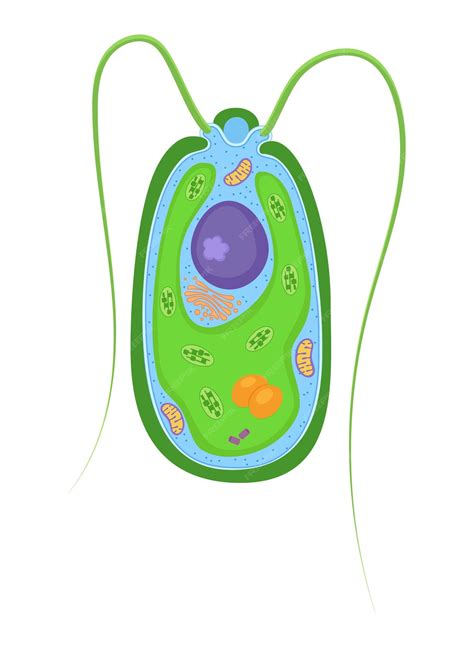 Premium Vector Vector Illustration Of Eukaryotic Algal Cell Educational Infographic Anatomy