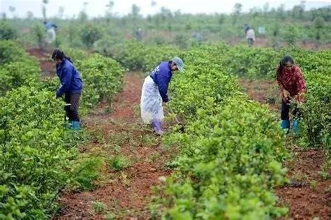 農村土地承包經營權證頒發，能給農民帶來什麼？ 每日頭條