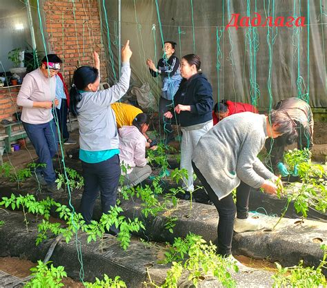 Мөнх ХӨДӨЛМӨР ЗУСЛАНД БҮРТГЭНЭ Шувуун фабрик дахь Өвлийн хүлэмжийн