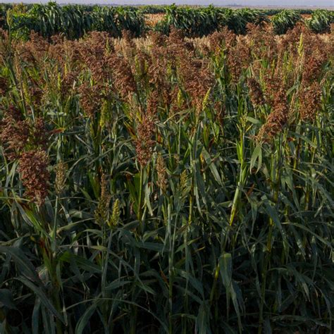 Viking 404 Brand Forage Sorghum For Sale Albert Lea Seed