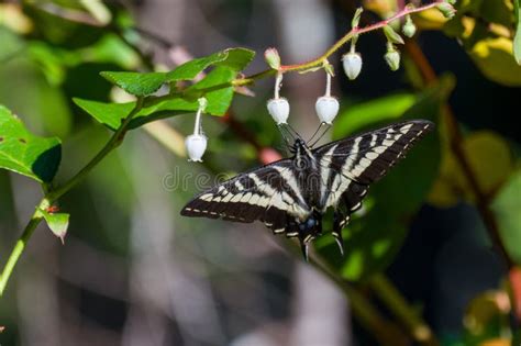 Closeup Of A Pale Swallowtail Perched On Tiny White Flowers On A Shrub