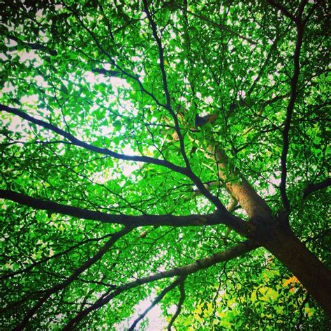 Premium Photo Green Tree Canopy