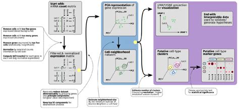 A Typical Secondary Downstream Scrna Seq Analysis Pipeline Protocol